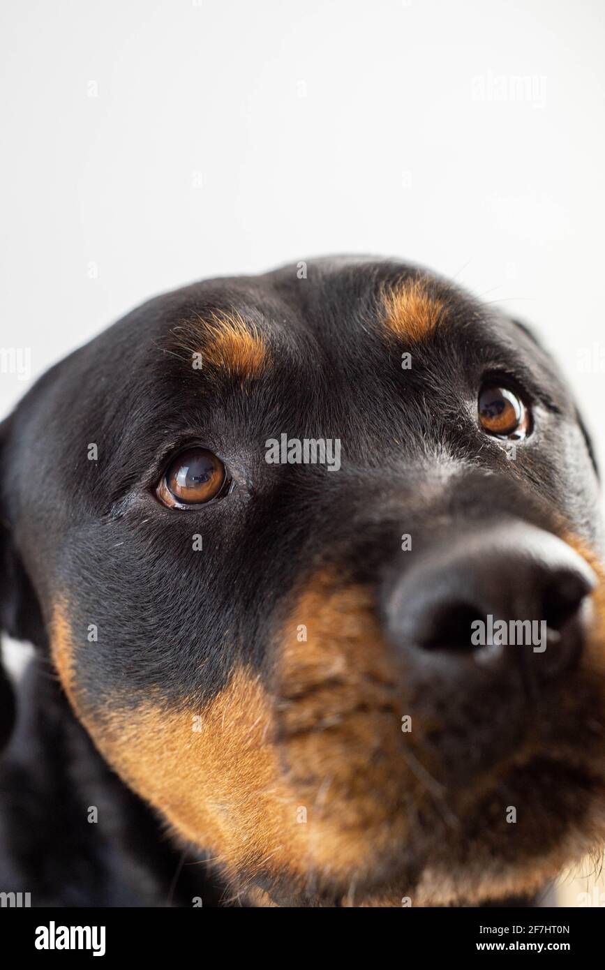 Photos of an imposing specimen of American line rottweiler Stock Photo ...