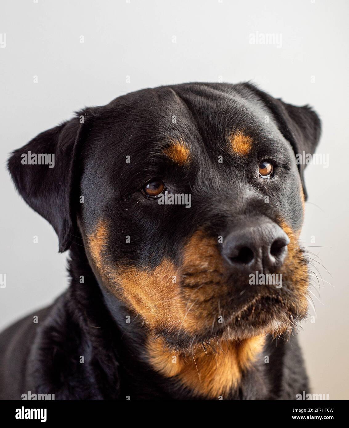 American Rottweiler Dog