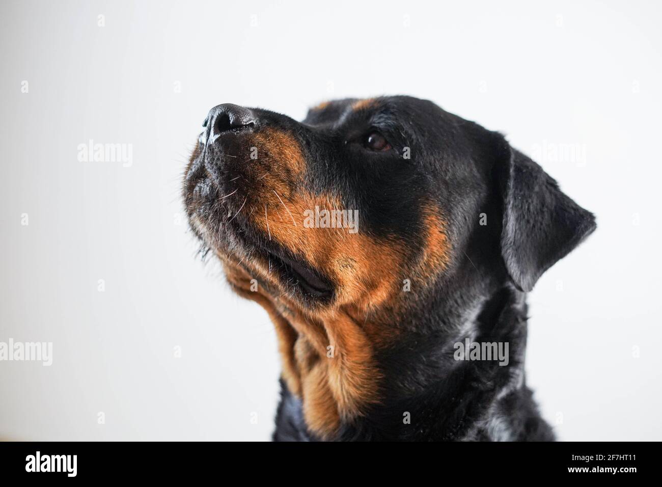 Photos of an imposing specimen of American line rottweiler Stock Photo ...