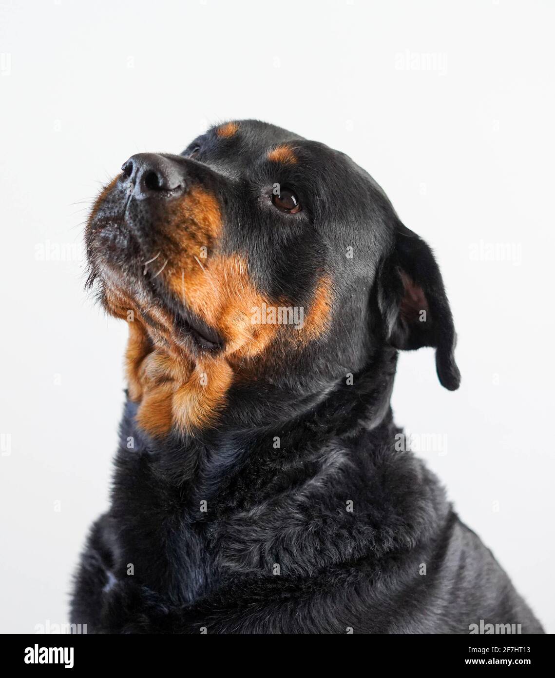 Photos of an imposing specimen of American line rottweiler Stock Photo ...