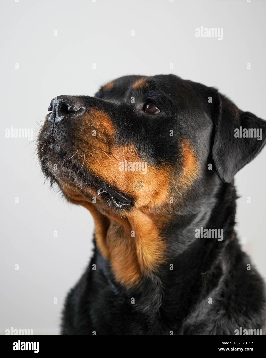 Photos of an imposing specimen of American line rottweiler Stock Photo ...