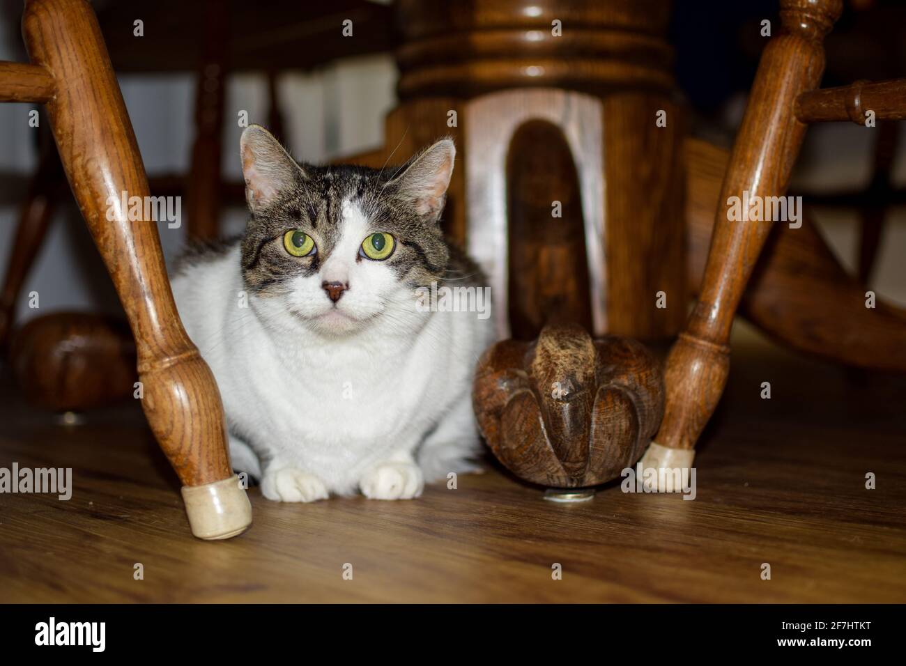 Cat lounging under table Stock Photo - Alamy