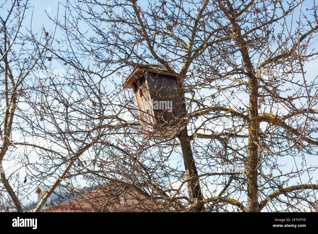 Birdhouse hanging on a tree without leaves in early spring Stock Photo ...