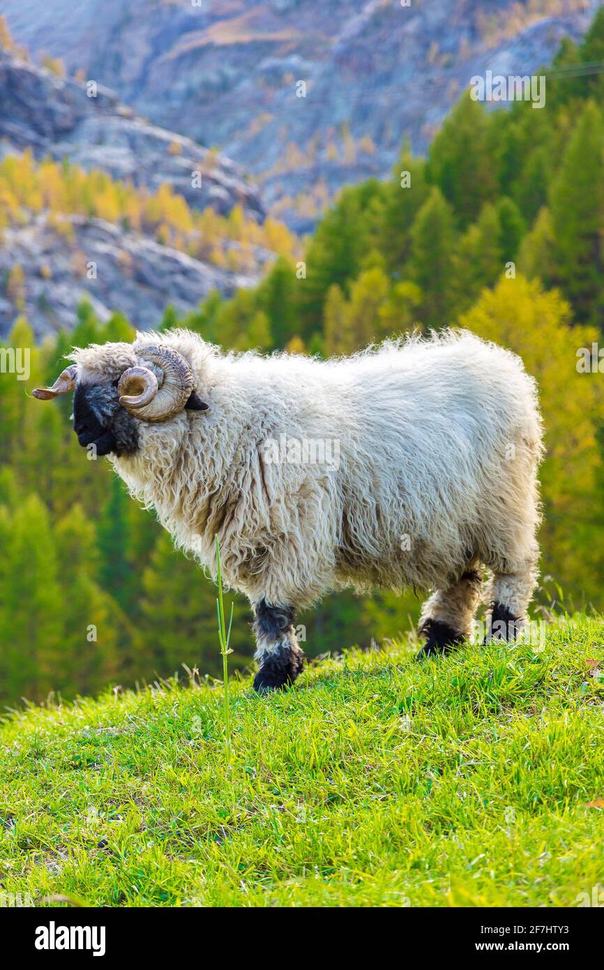 Swiss Alps and Valais blacknose sheep next to Zermatt in Switzerland in ...
