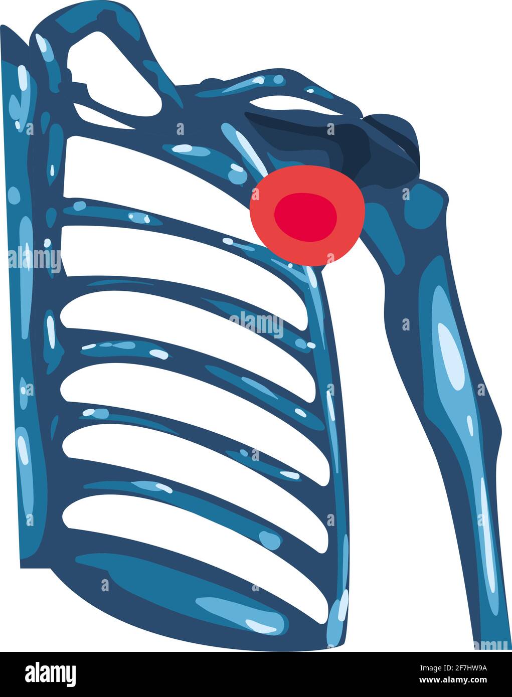 Isolated rheumatology blue ribs bones Stock Vector Image & Art - Alamy