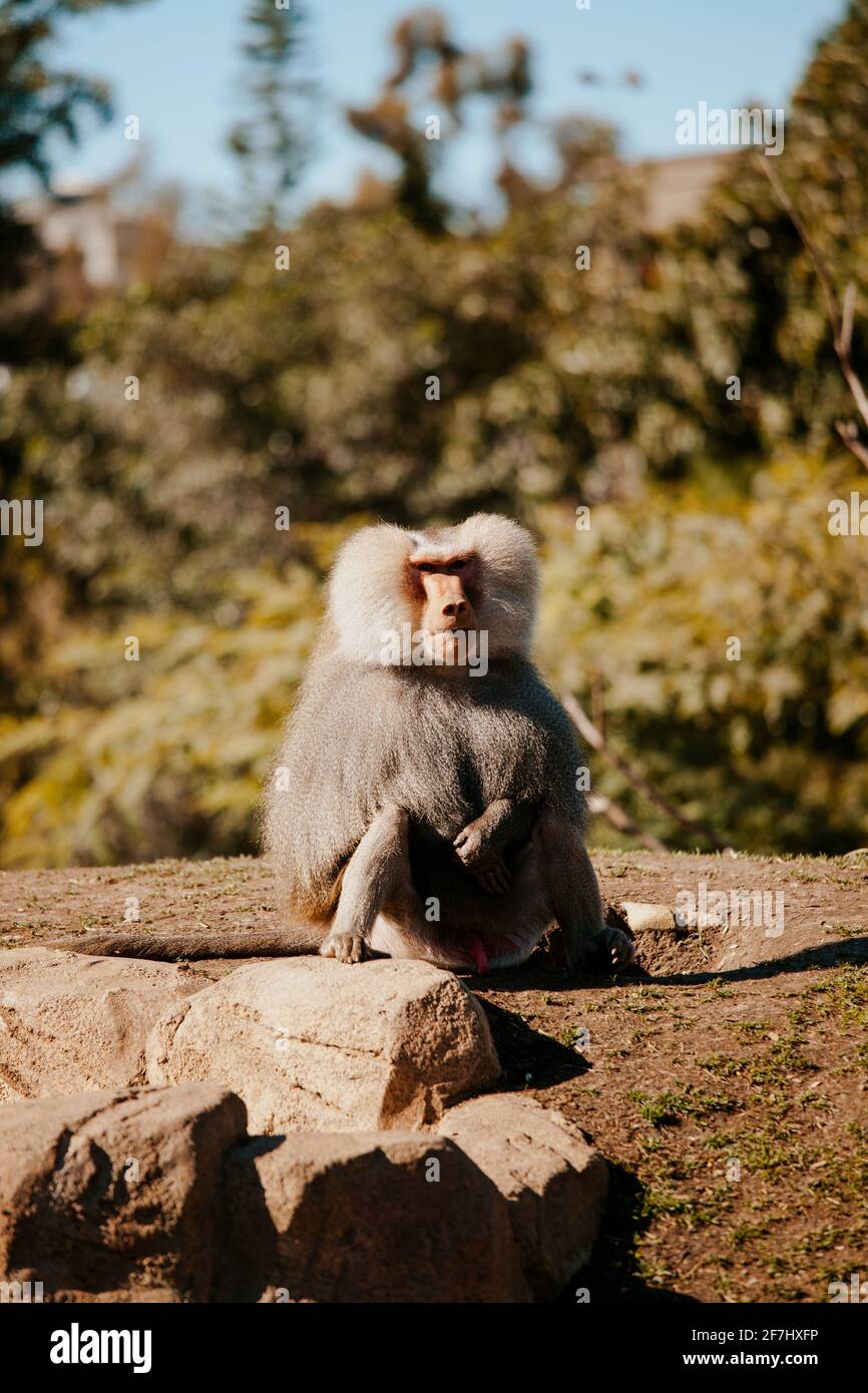 Male hamadryas baboon in wild nature of eastern africa and southern ...