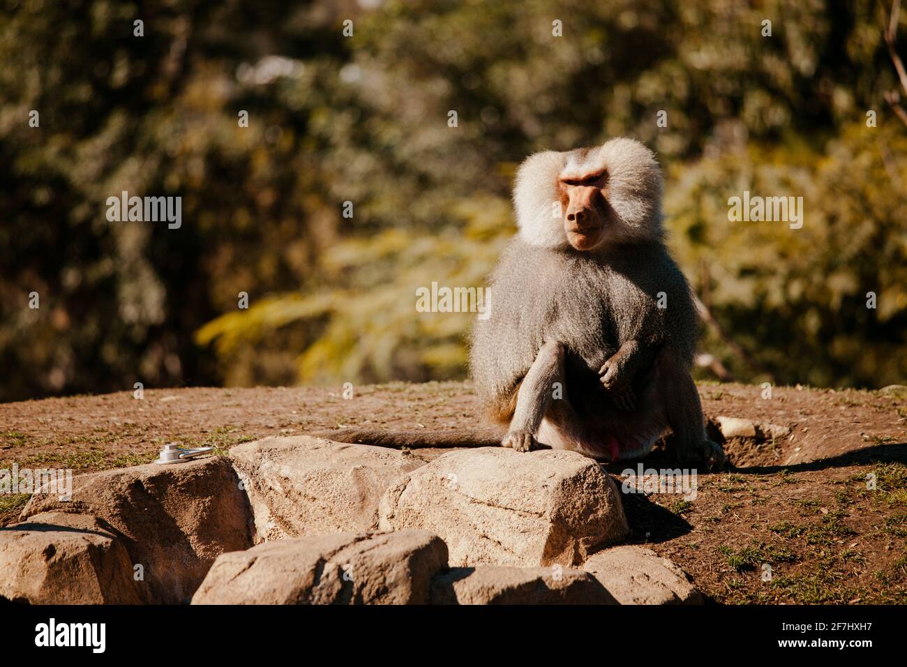 Male hamadryas baboon in wild nature of eastern africa and southern ...