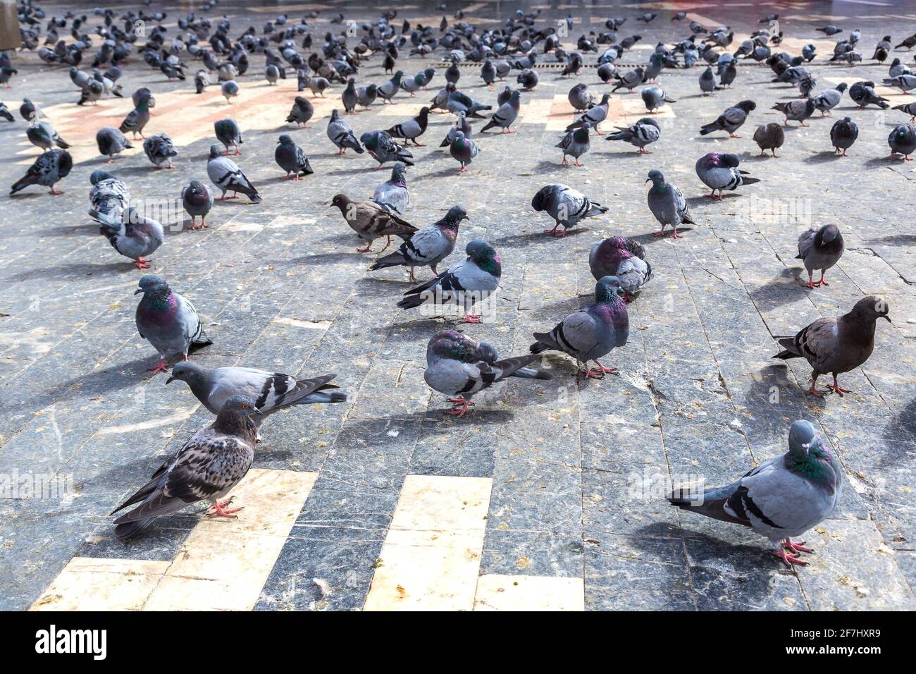 Doves fly in square hi-res stock photography and images - Alamy