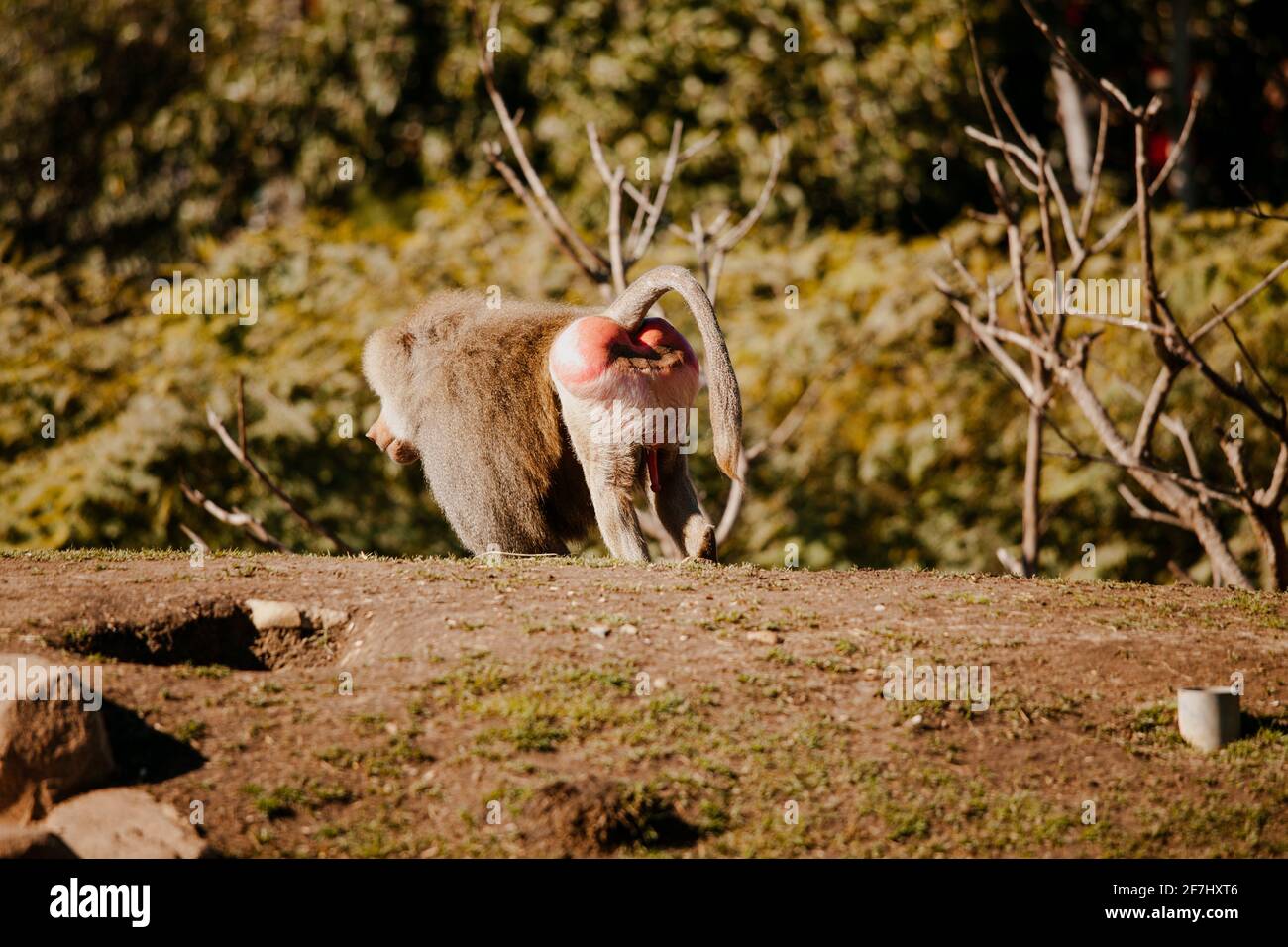 Male hamadryas baboon in wild nature of eastern africa and southern ...