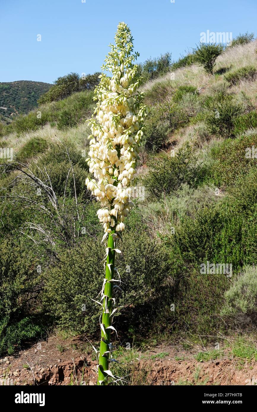 Chaparral Yucca tree (Our Lord's candle) blooming on hillside in early ...