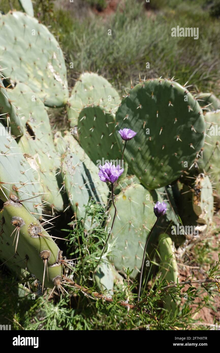 Coastal prickly pear (Opuntia littorals) seen here in Orange County ...