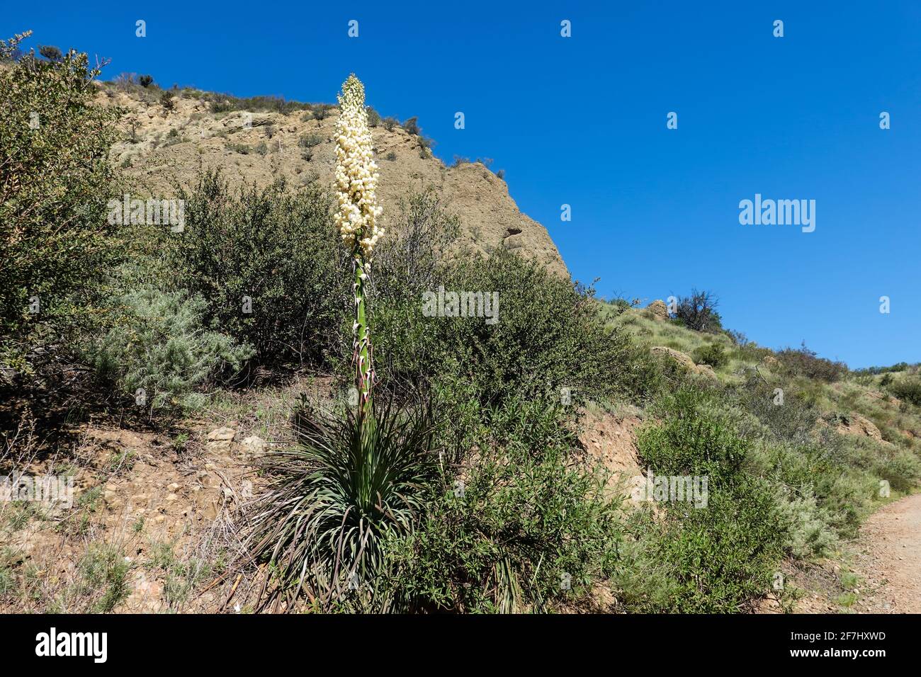 Chaparral Yucca tree (Our Lord's candle) blooming on hillside in early ...