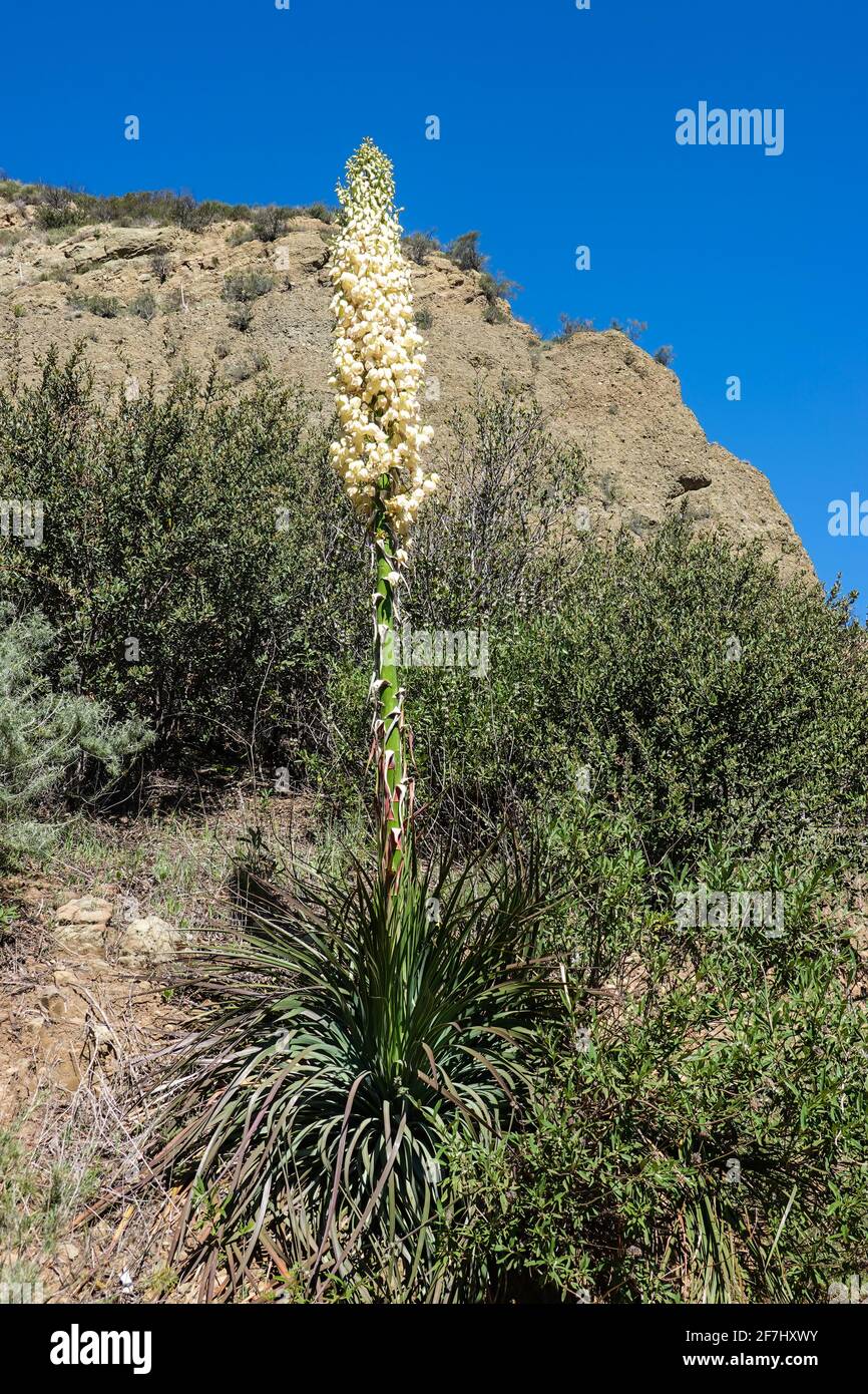 Whipplei hi-res stock photography and images - Alamy