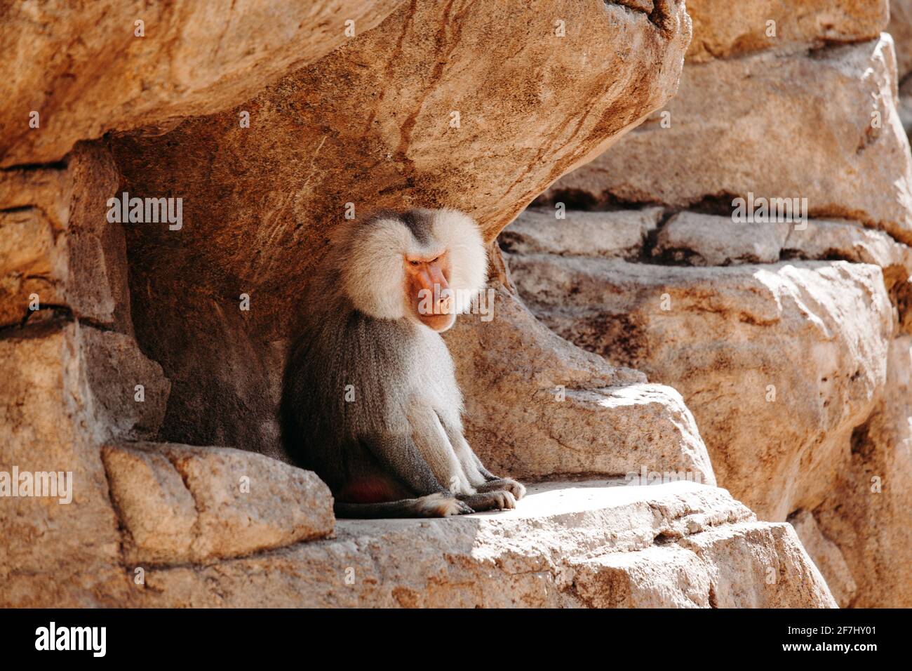 Male hamadryas baboon in wild nature of eastern africa and southern ...