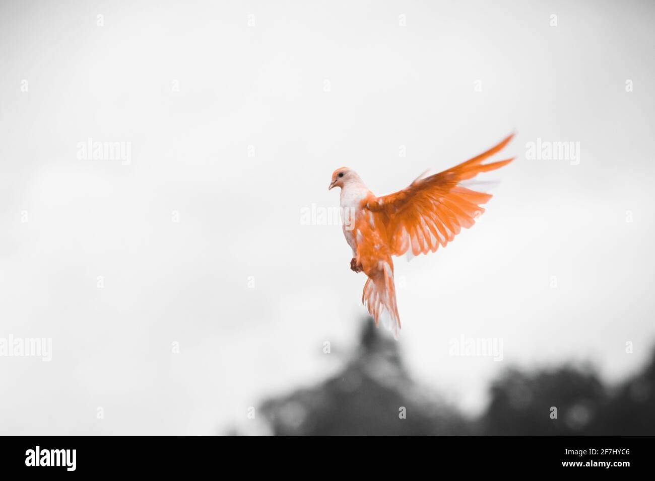 Homing ability hi-res stock photography and images - Alamy