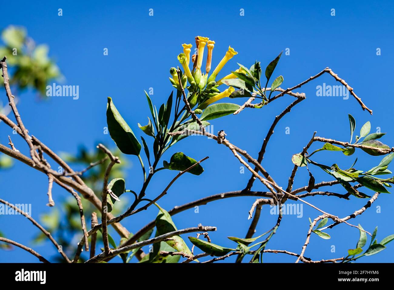 Nicotiana glauca commonly known as Tree tobacco or Indian tobacco ...