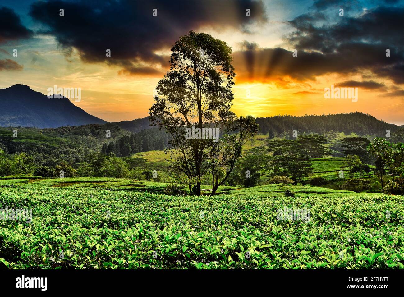 beautiful sunset view from a tea estate Stock Photo - Alamy