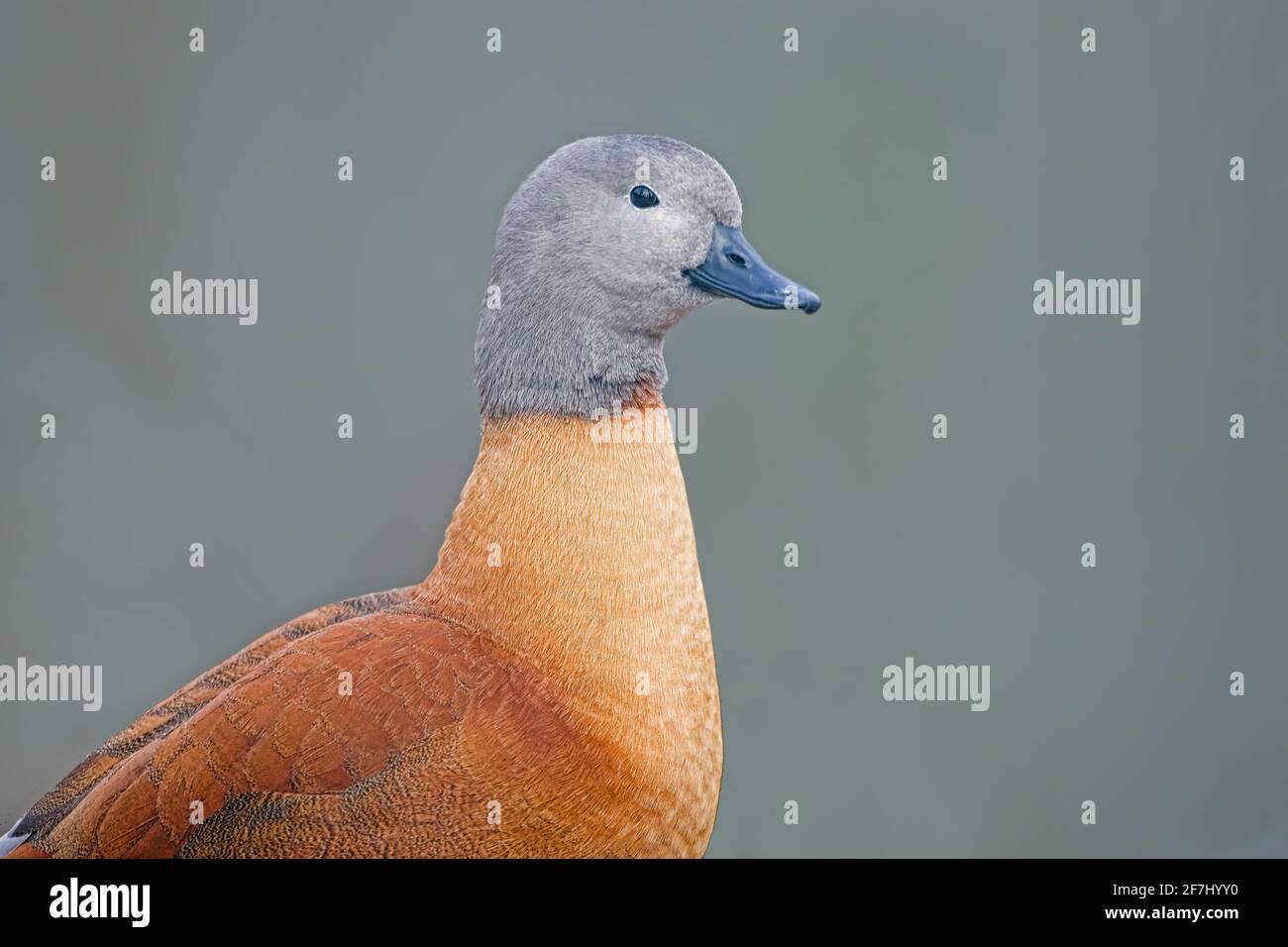 Cape shelduck hi-res stock photography and images - Alamy
