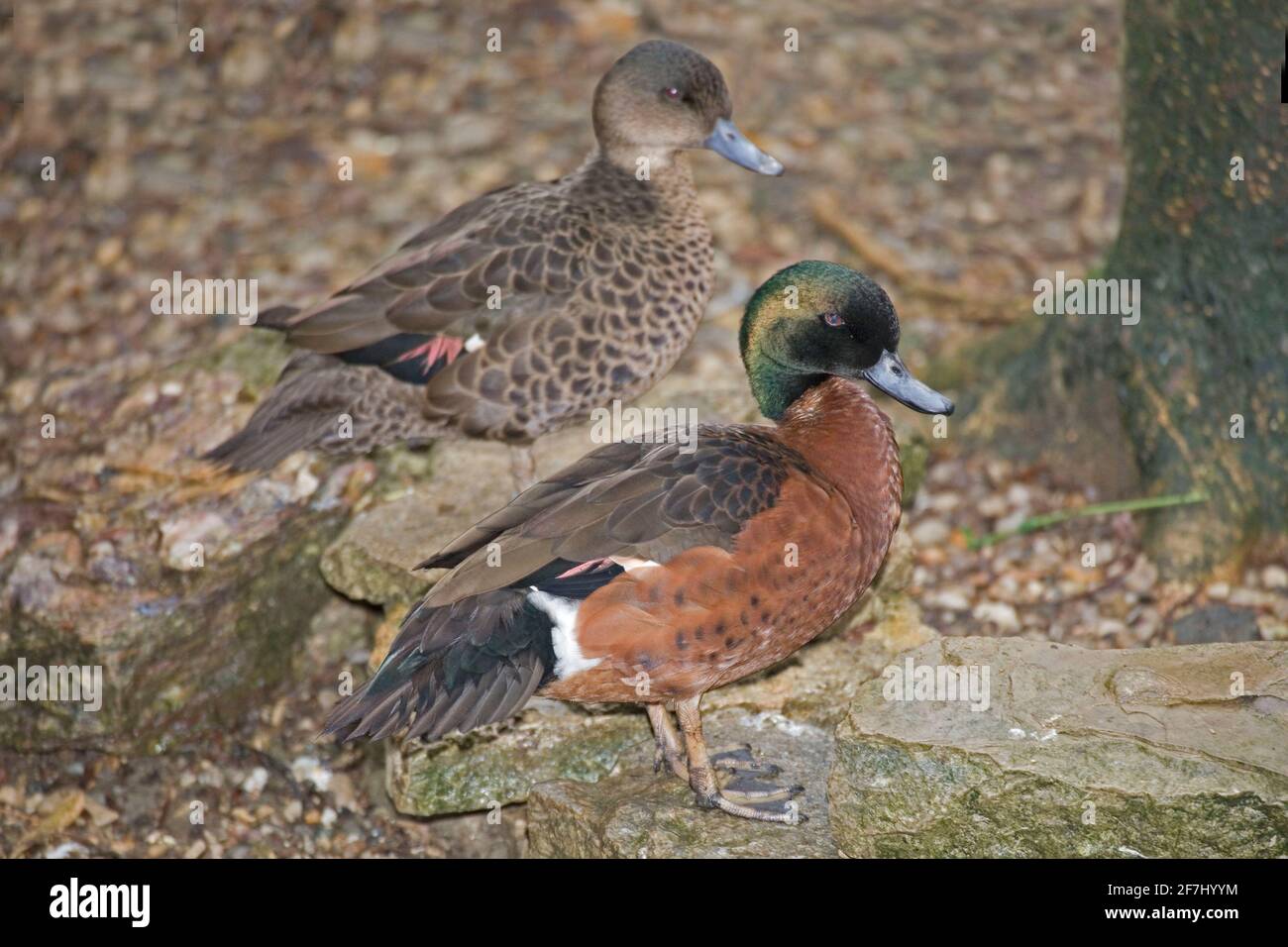 Chestnut teal female duck hi-res stock photography and images - Alamy