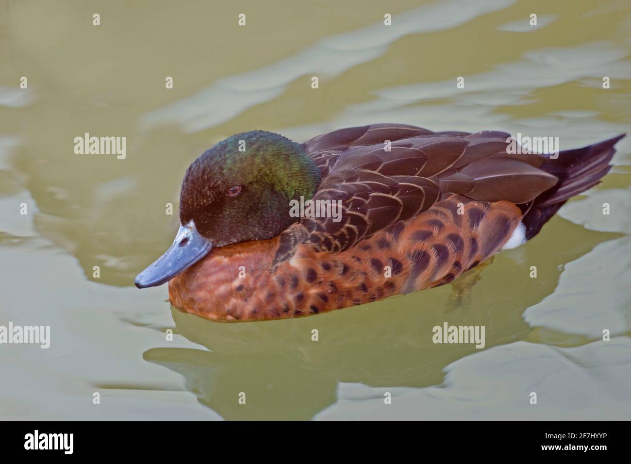 Female chestnut teal hi-res stock photography and images - Alamy