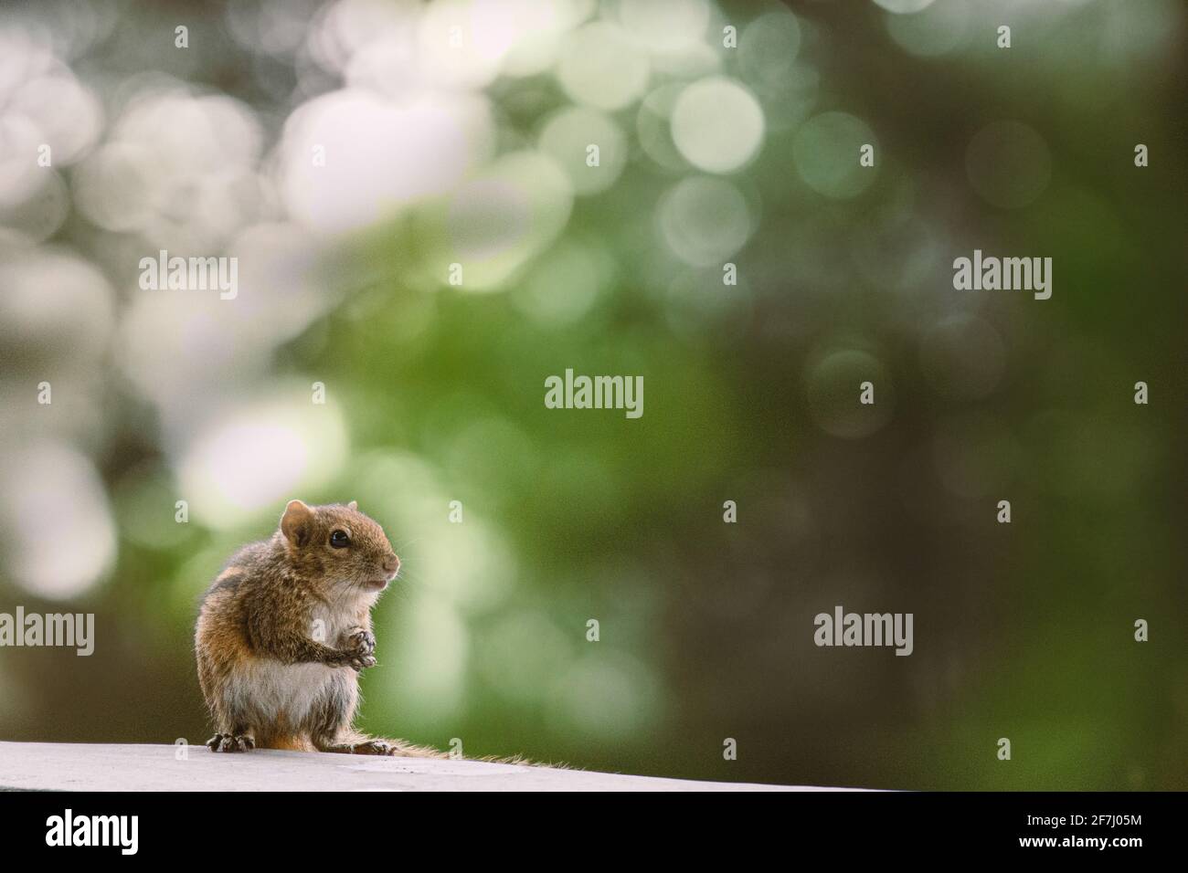 Squirrels are members of the family Sciuridae, a family that includes ...