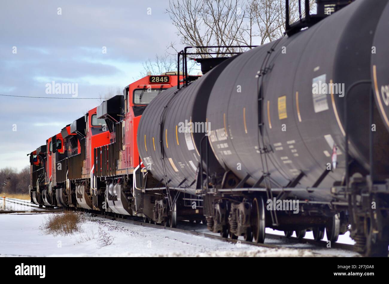 Bartlett, Illinois, USA. Five Canadian National Railway locomotives lead a freight train ...
