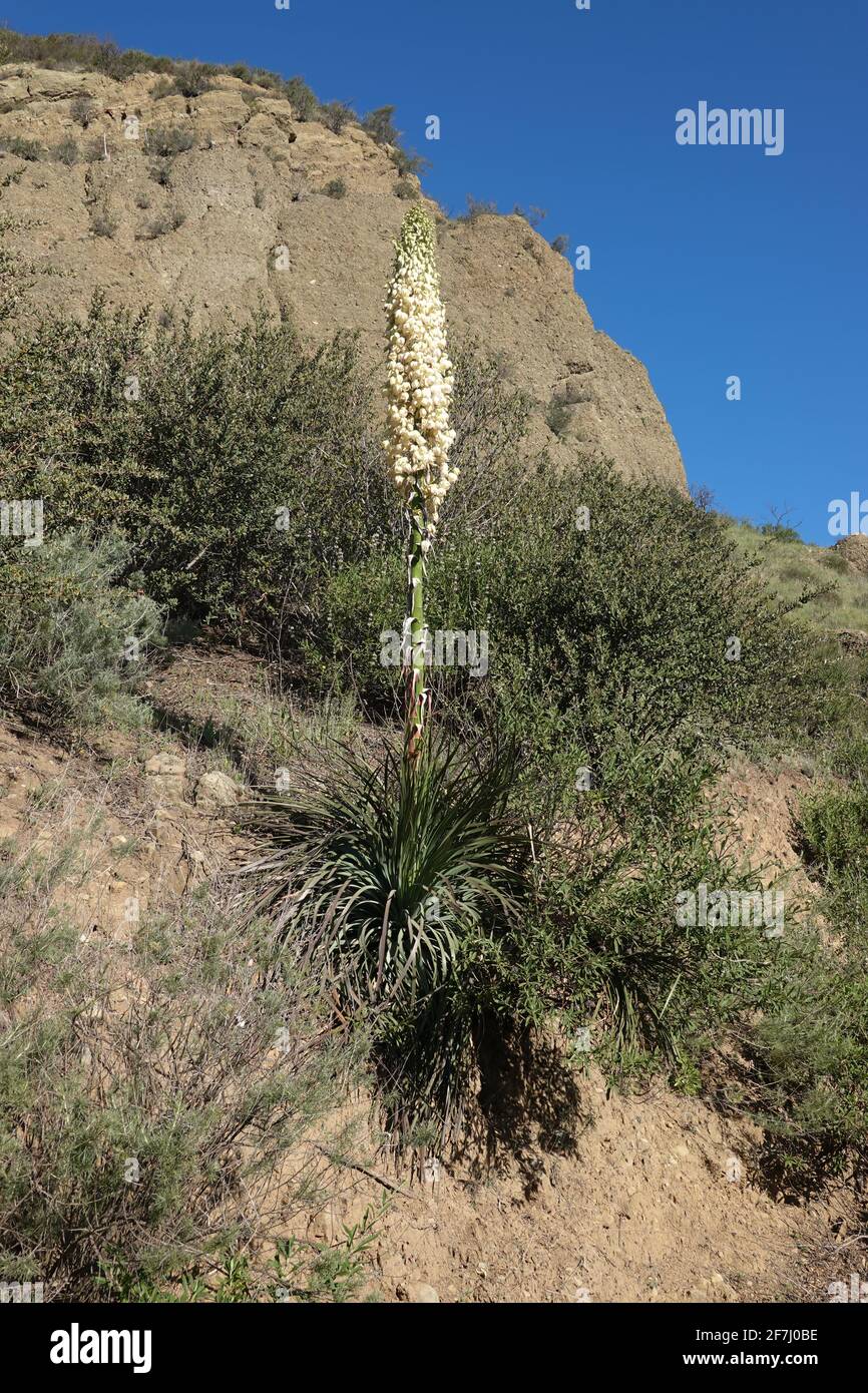 Chaparral Yucca tree (Our Lord's candle) blooming on hillside in early ...