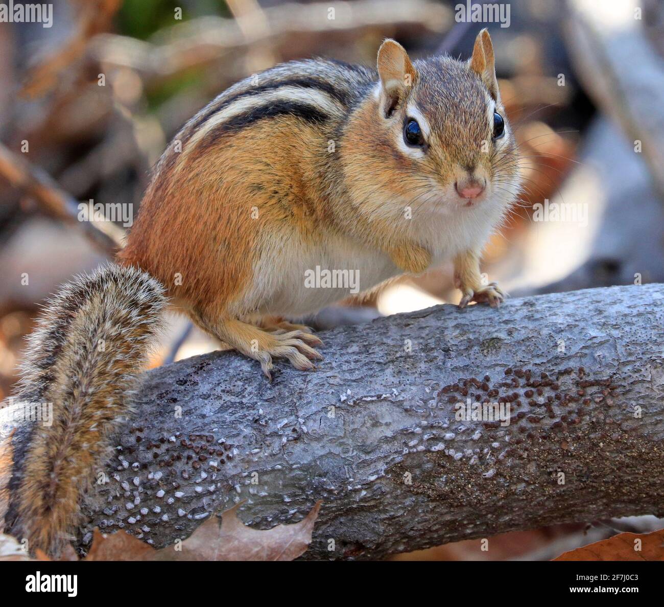 Chipmunk sitting on a tree trunk in the forest, Quebec, Canada Stock ...