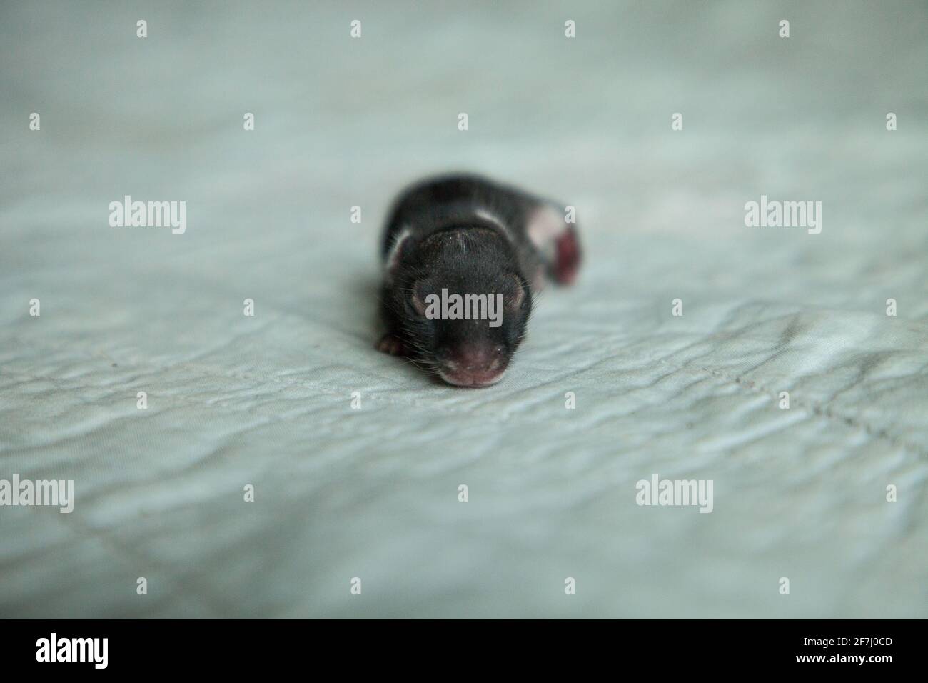 Newborn Eastern cottontail bunny rabbit Sylvilagus floridanus abandoned ...