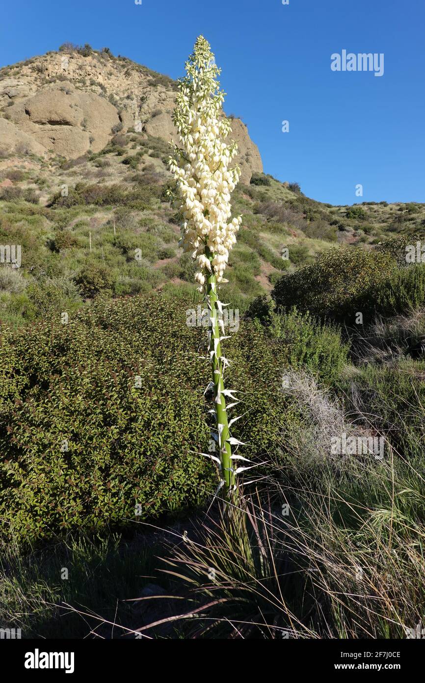 Chaparral Yucca tree (Our Lord's candle) blooming on hillside in early ...