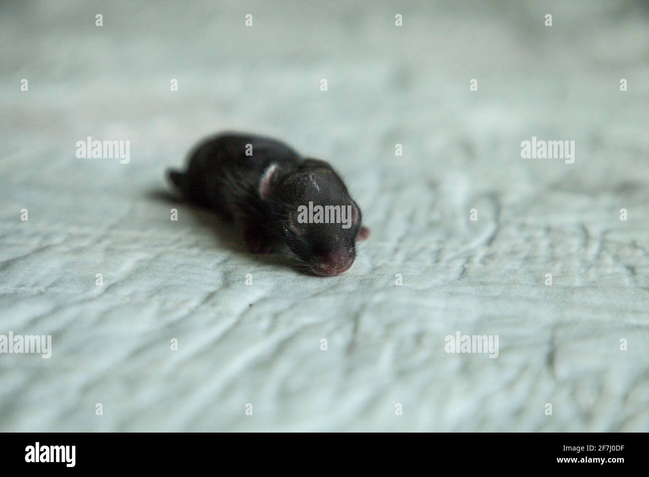 Newborn Eastern cottontail bunny rabbit Sylvilagus floridanus abandoned ...