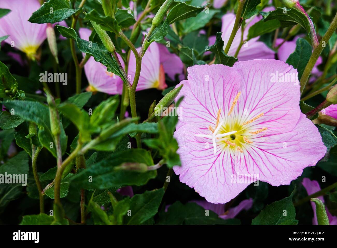 Oenothera Speciosa, also known as pinkladies , Mexican primrose ...