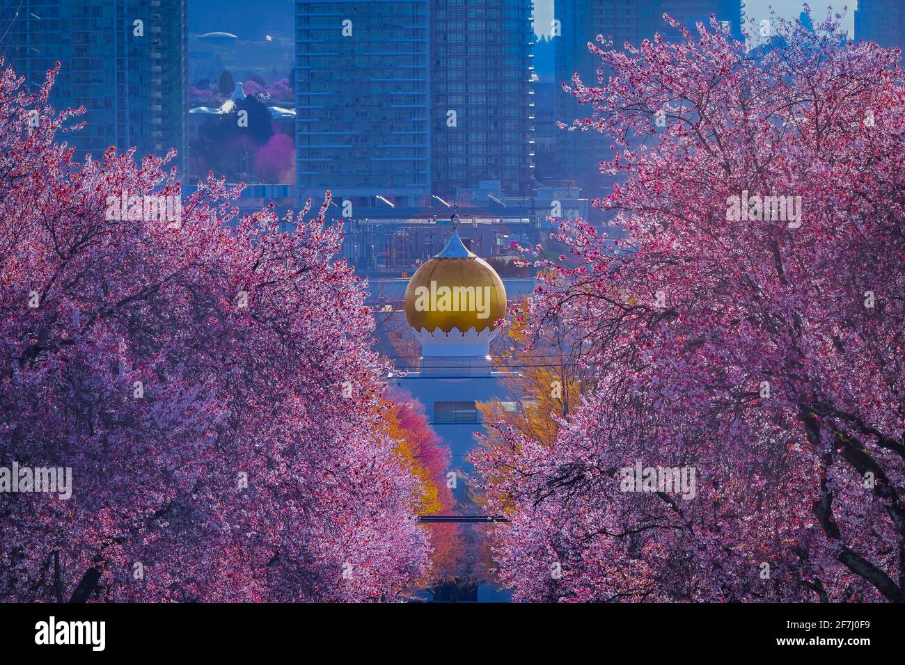 Cherry trees and Akali Singh Sikh Temple, Vancouver, British Columbia ...