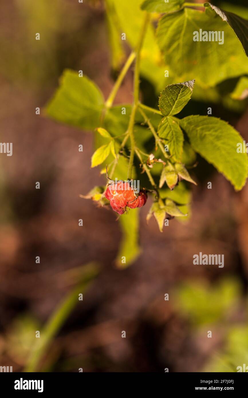 Heritage everbearing raspberry hi-res stock photography and images - Alamy