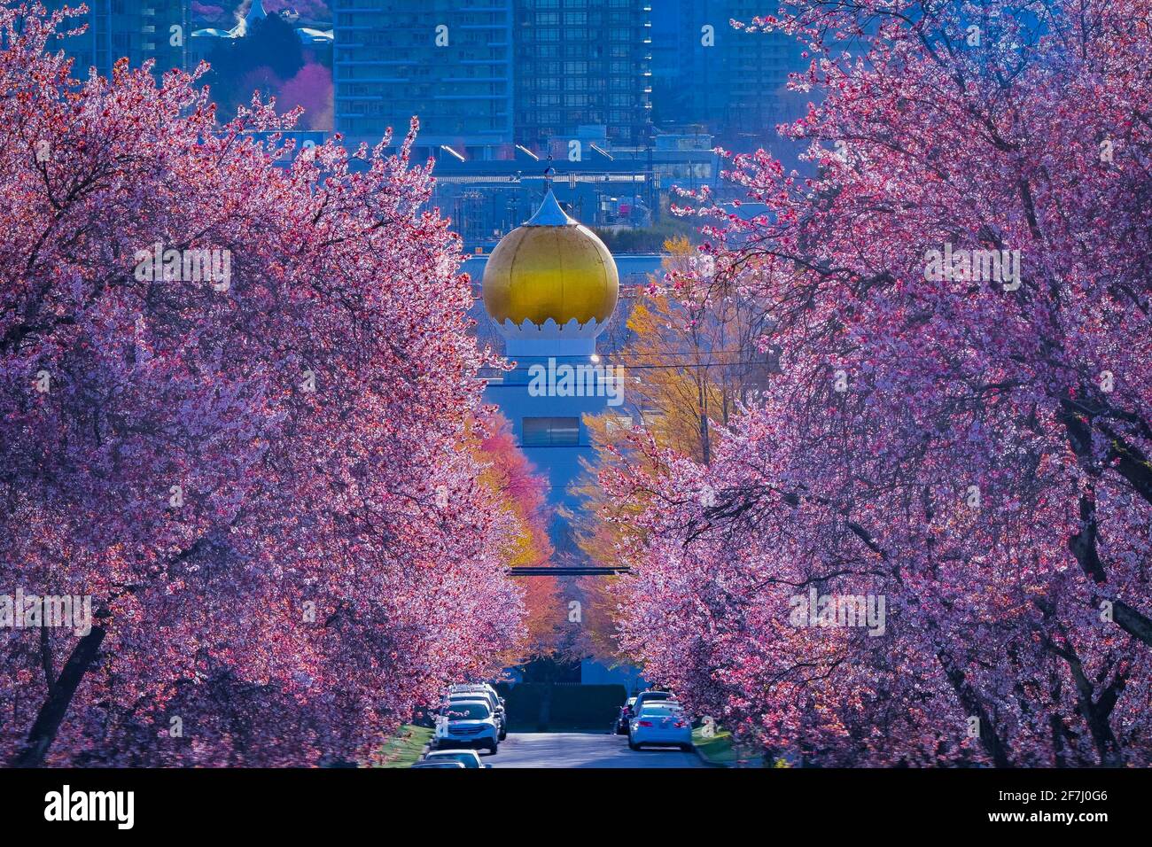 Cherry trees and Akali Singh Sikh Temple, Vancouver, British Columbia ...