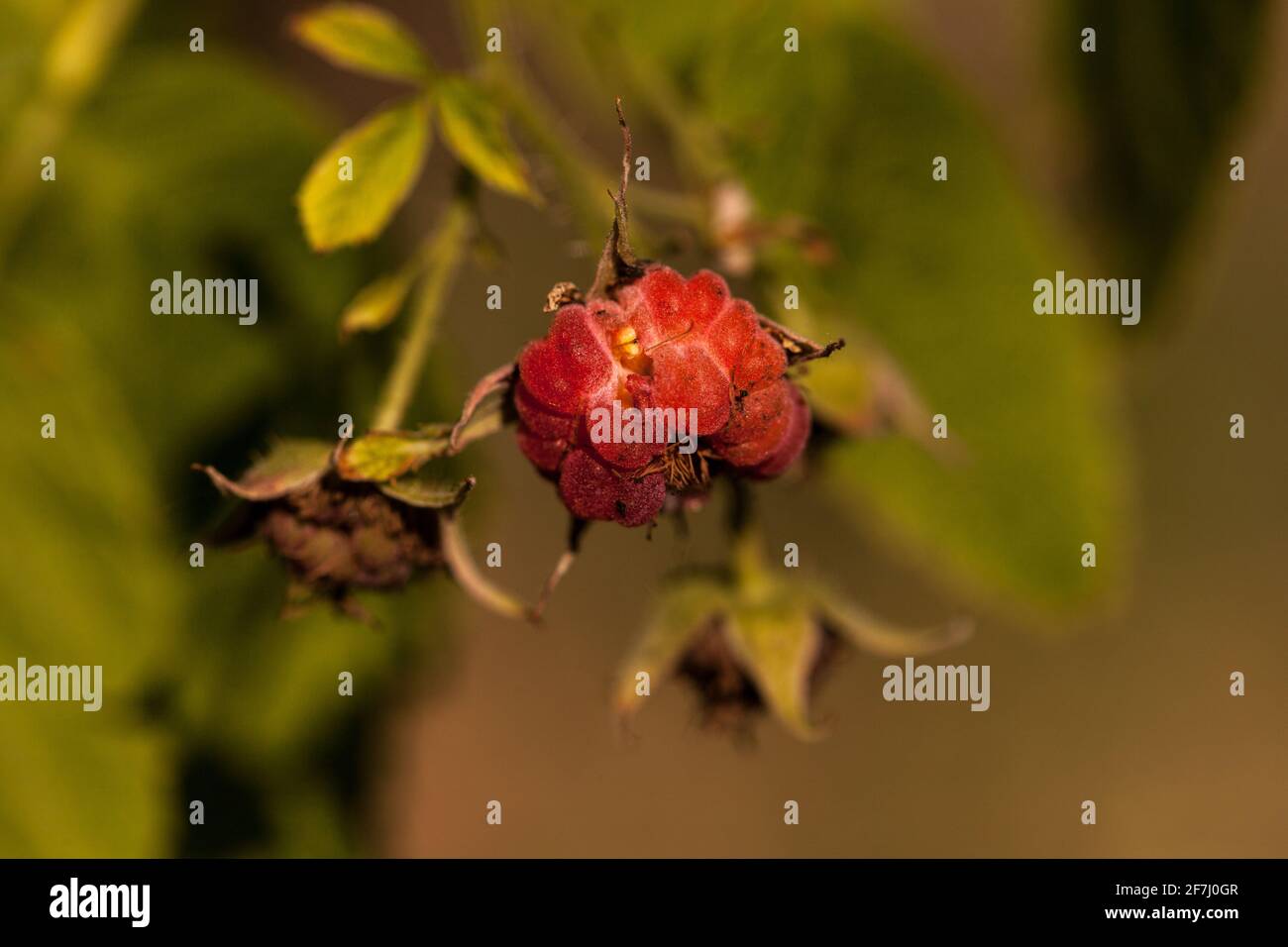 Heritage everbearing red raspberry Rubus idaeus bush growing in spring ...