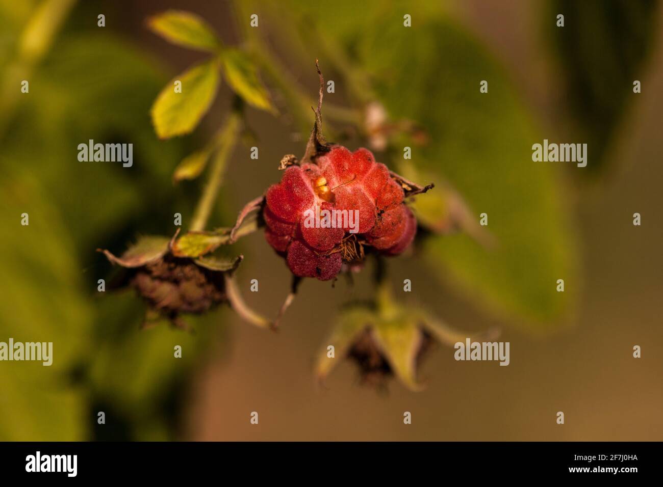 Heritage everbearing raspberry hi-res stock photography and images - Alamy