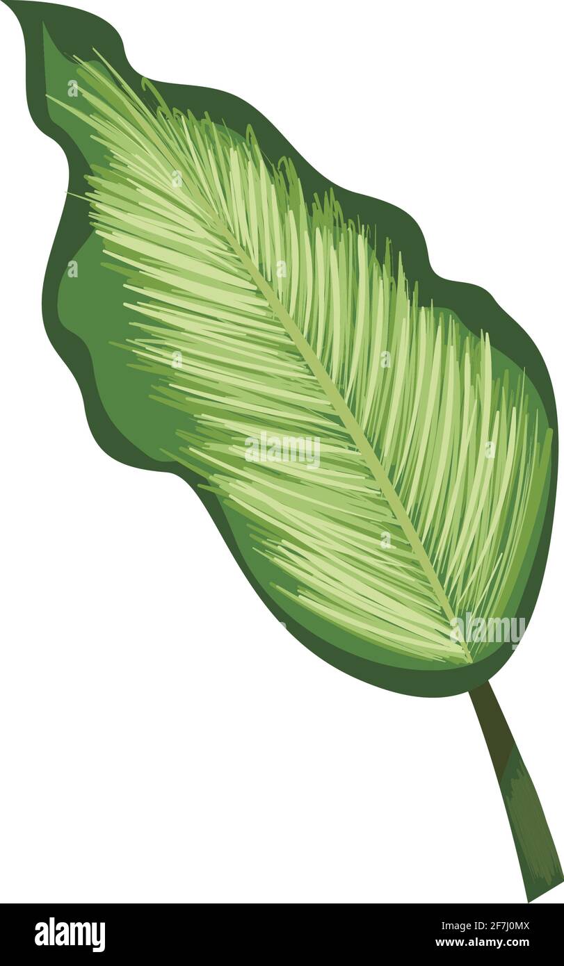 natural leaf on white background Stock Vector Image & Art - Alamy