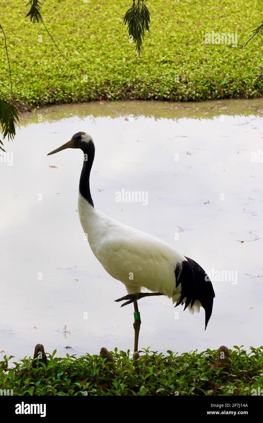 A large red-crowned crane standing beside water with one leg Stock ...