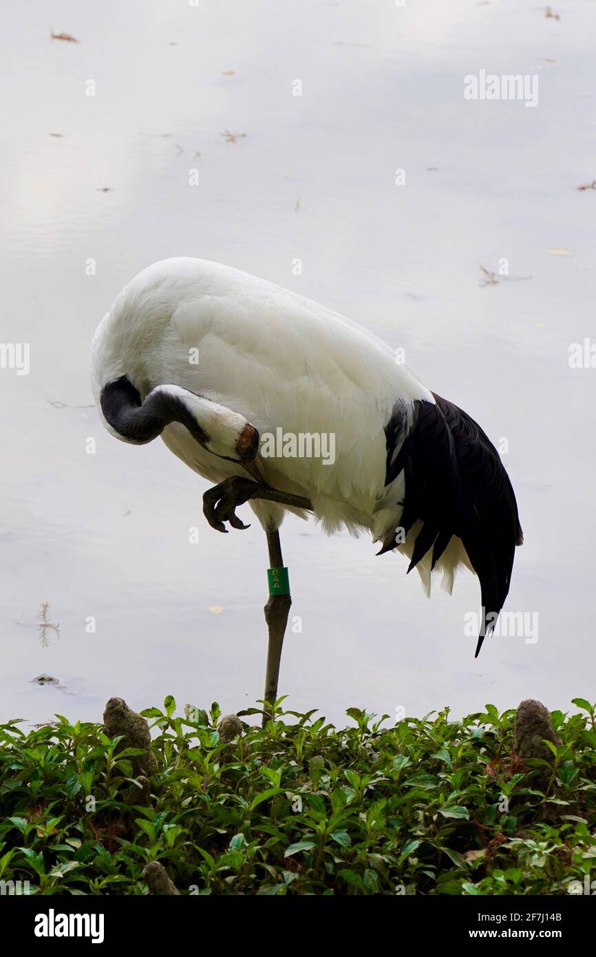 Crane leg hi-res stock photography and images - Alamy