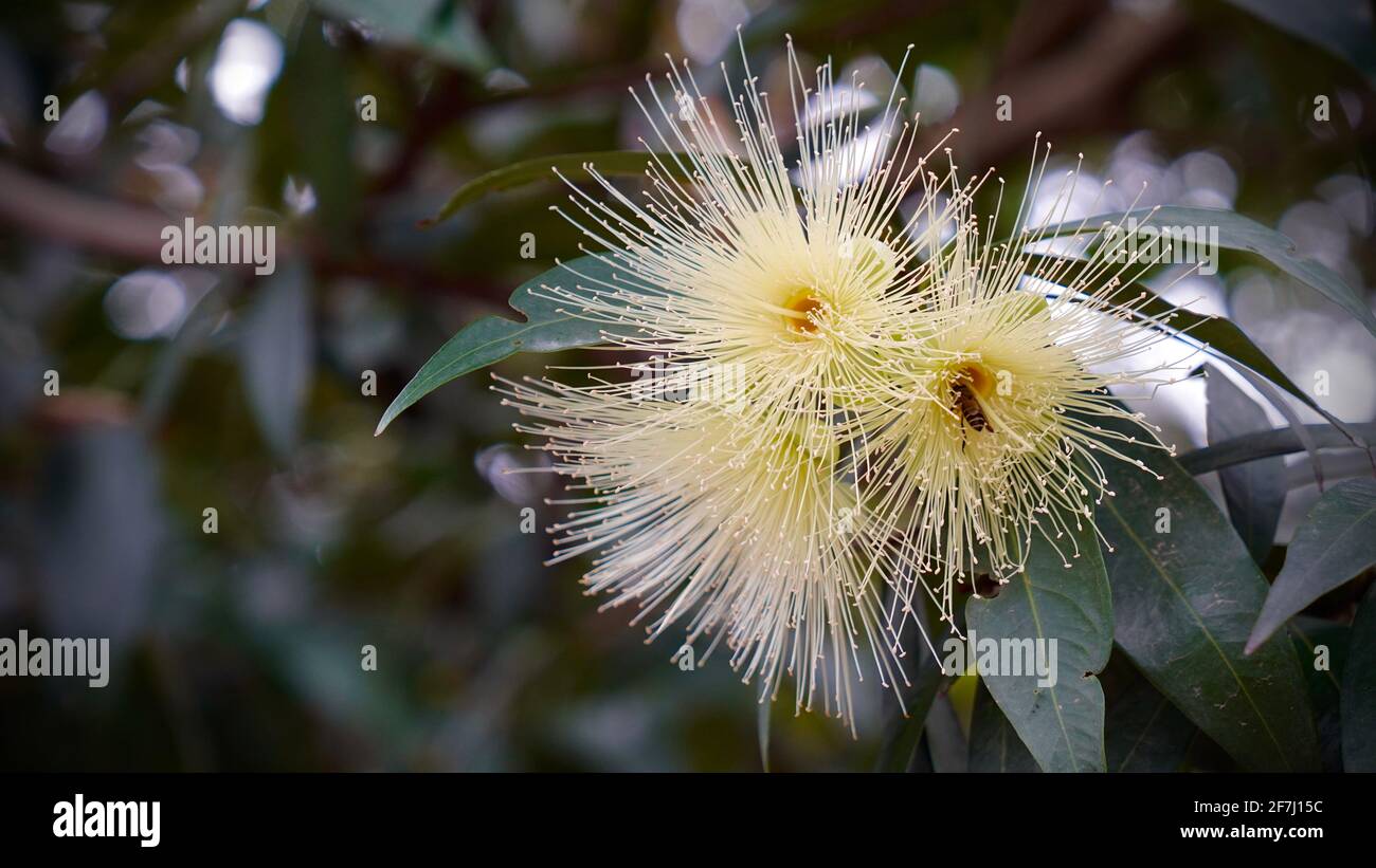 Syzygium jambos flower hi-res stock photography and images - Alamy