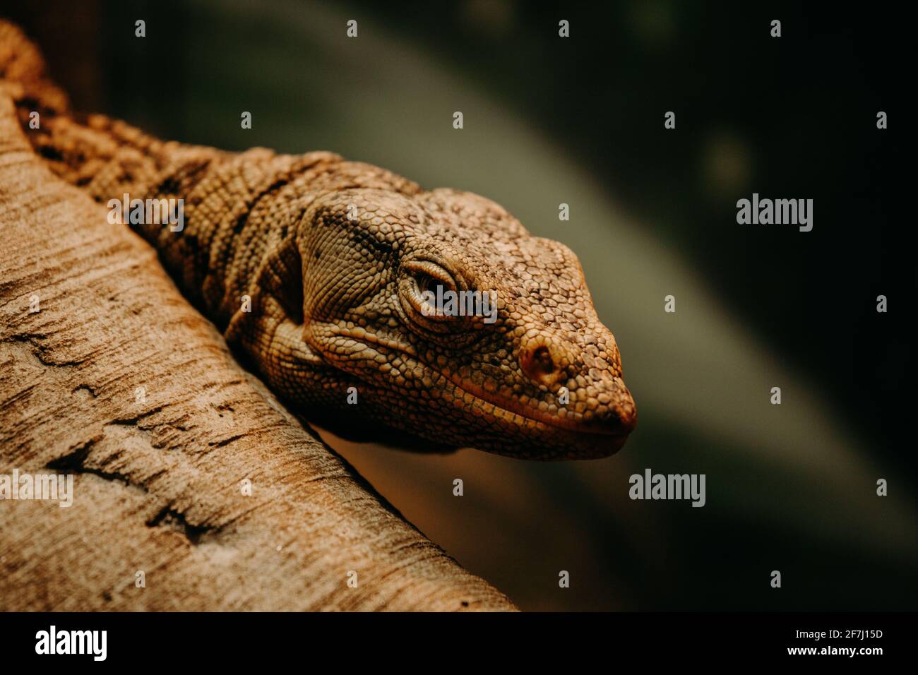 Macro of lizard's head and face Stock Photo - Alamy