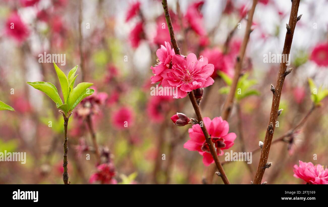 Brunch of flower hi-res stock photography and images - Alamy