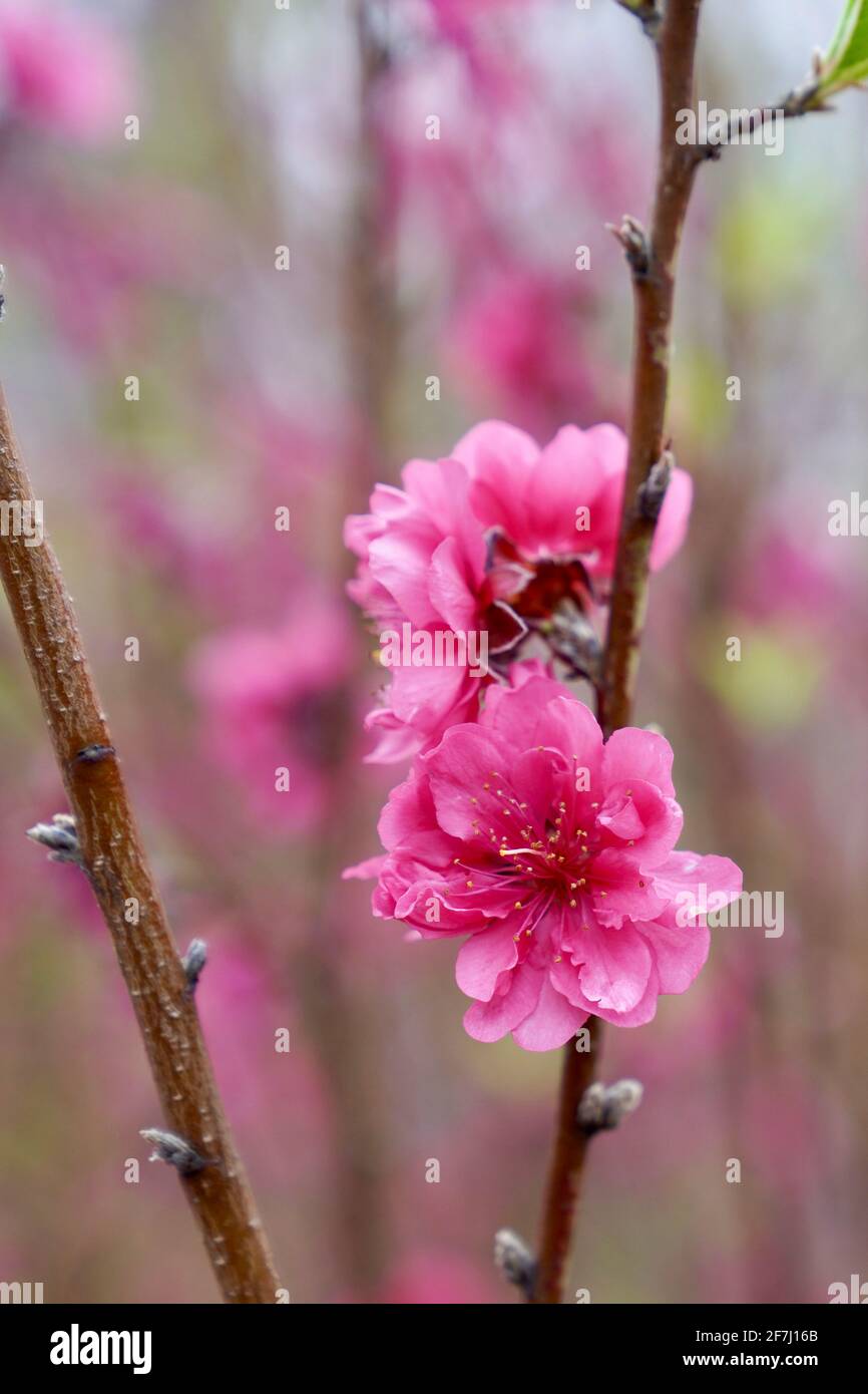 Brunch of flower hi-res stock photography and images - Alamy