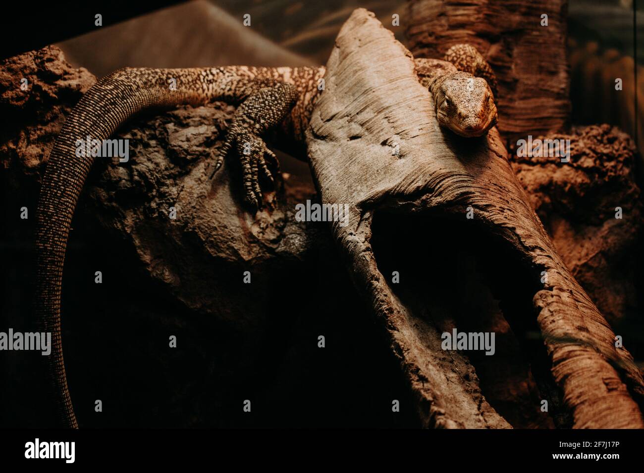 Macro of lizard's head and face Stock Photo - Alamy