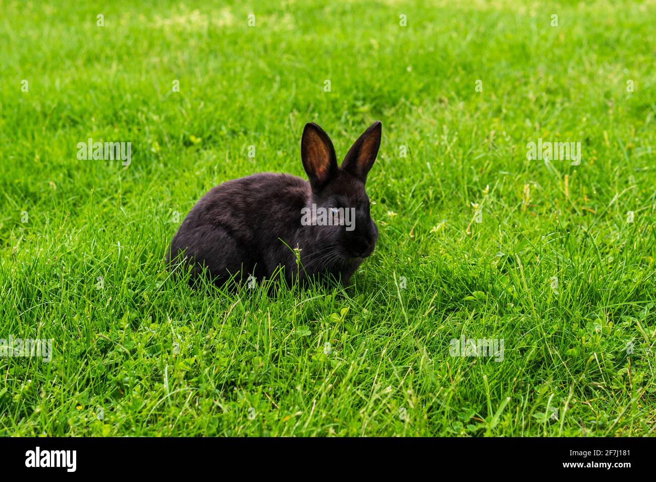 spring rabbit in a green field Easter symbol beautiful April background ...