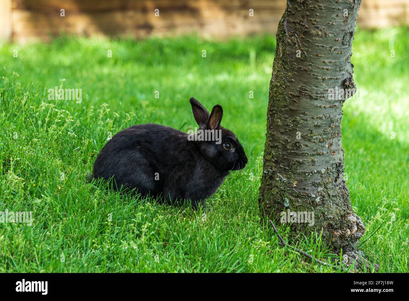 spring rabbit in a green field Easter symbol beautiful April background ...