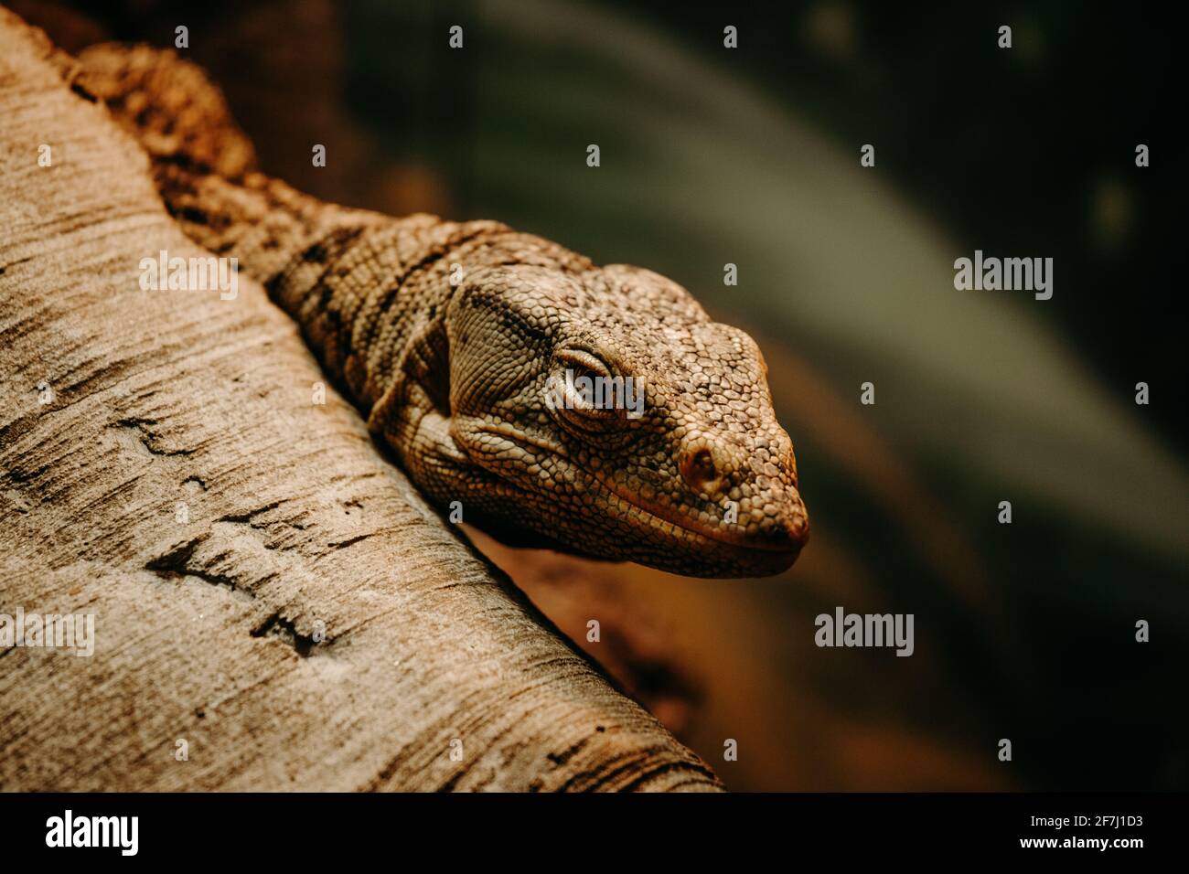 Macro of lizard's head and face Stock Photo - Alamy