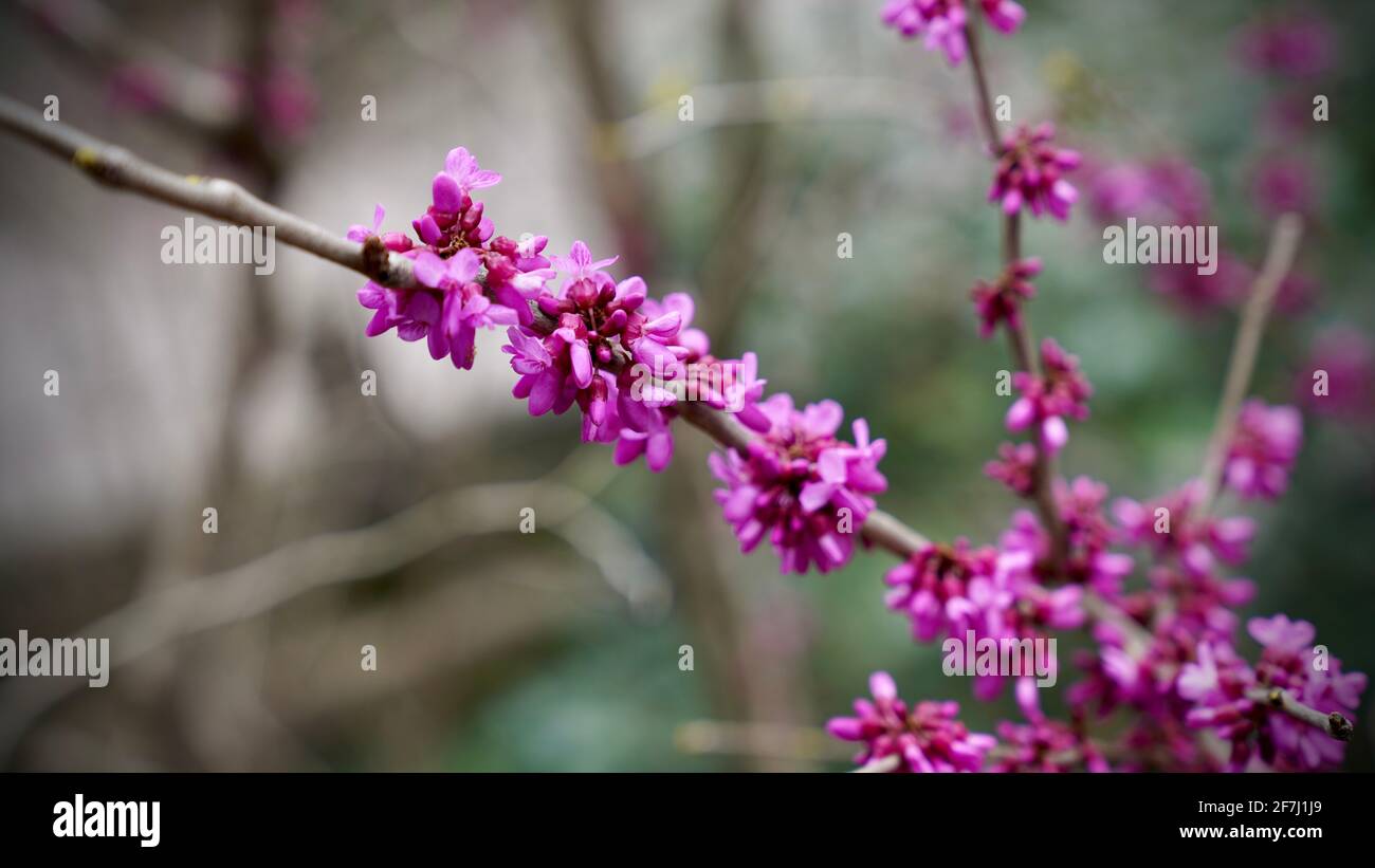 Cercis chinensis hi-res stock photography and images - Alamy