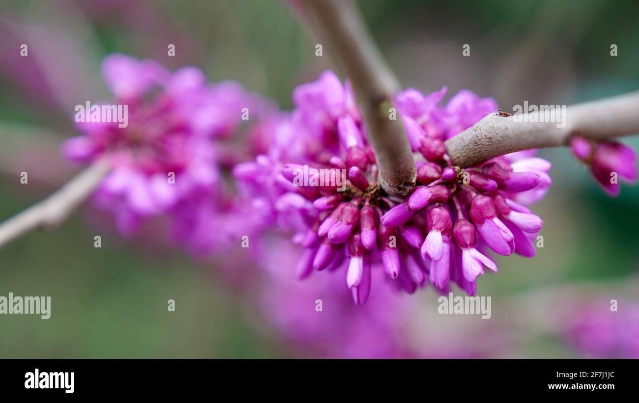 Cercis chinensis flowers blooming on tree branches Stock Photo - Alamy